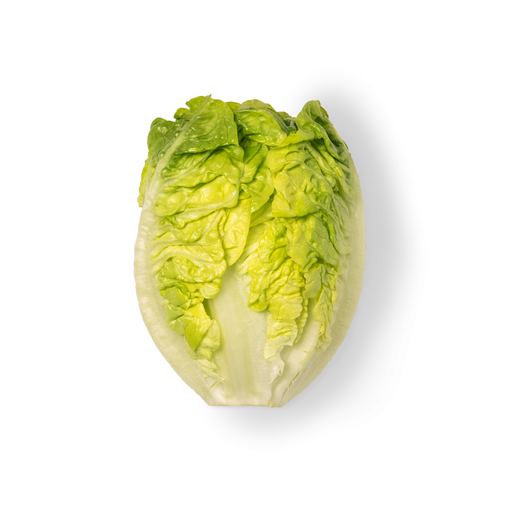 Conoce las distintas variedades de lechuga Lucas | Grupo Lucas