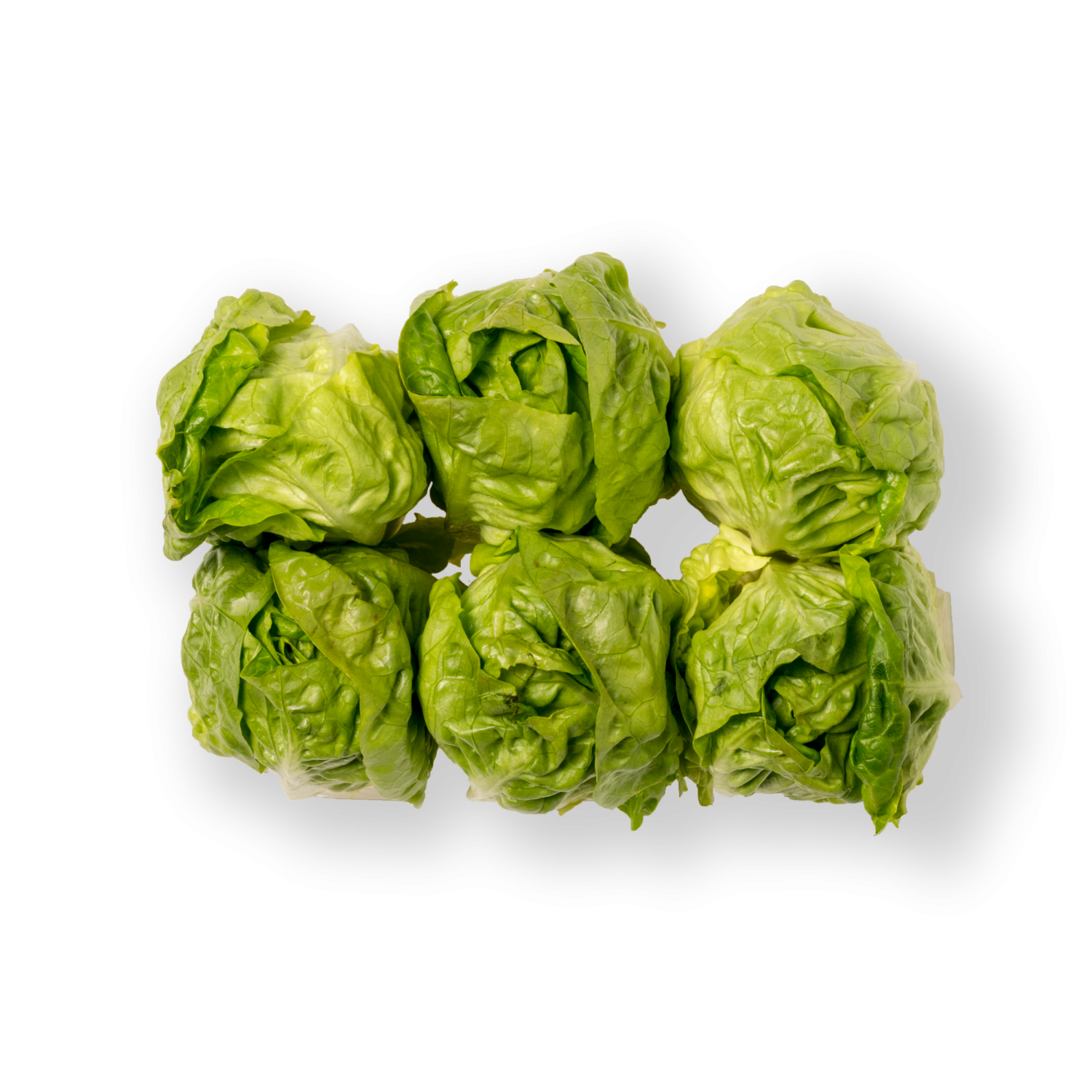 Conoce las distintas variedades de lechuga Lucas | Grupo Lucas