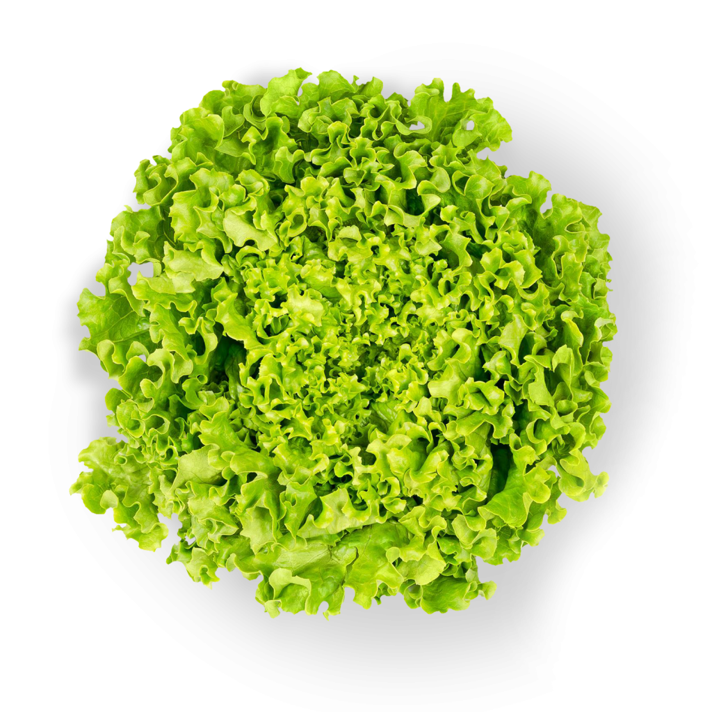 Conoce las distintas variedades de lechuga Lucas | Grupo Lucas